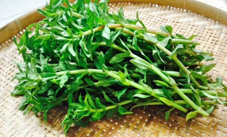 Cách Trồng Rau Ngò Om "SIÊU ĐƠN GIẢN" cho bà con